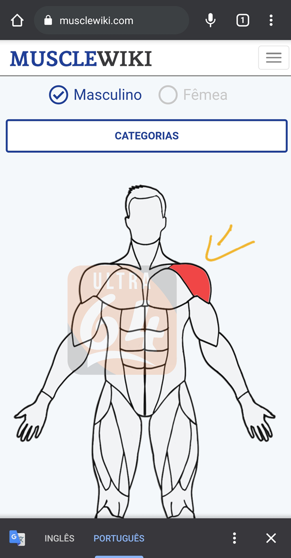 Como montar treino de academia musculação
